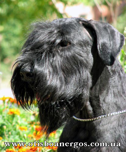 Ризеншнауцер: питомник Отис Боанергос