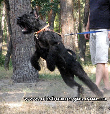 Ризеншнауцер: питомник Отис Боанергос