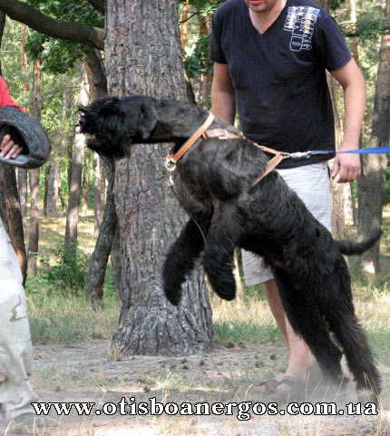 Ризеншнауцер: питомник Отис Боанергос