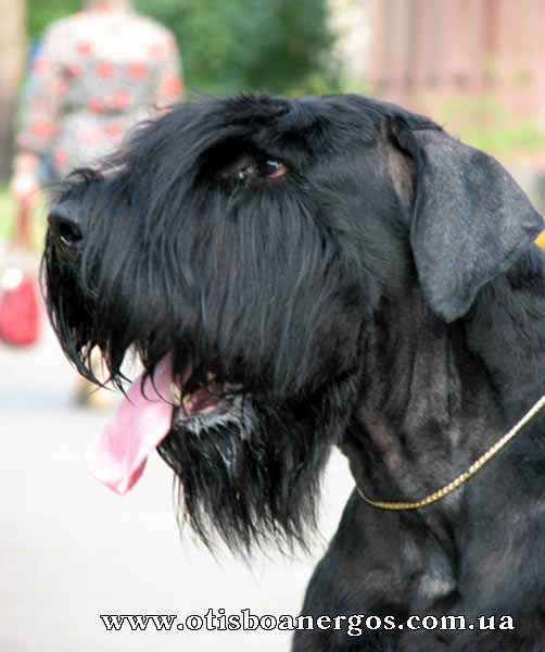 Ризеншнауцер: питомник Отис Боанергос