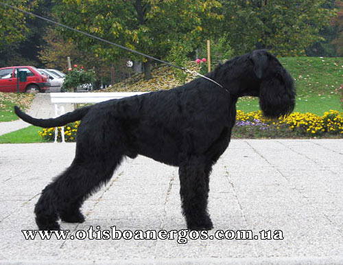 Ризеншнауцер: питомник Отис Боанергос