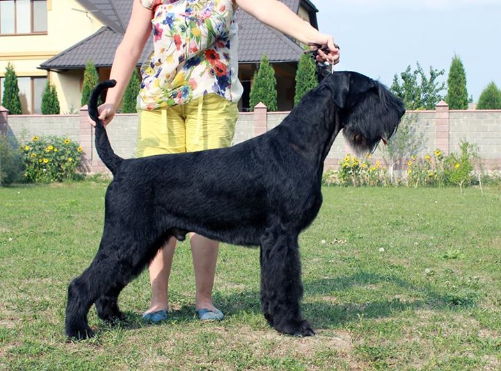 Ризеншнауцер: питомник Отис Боанергос