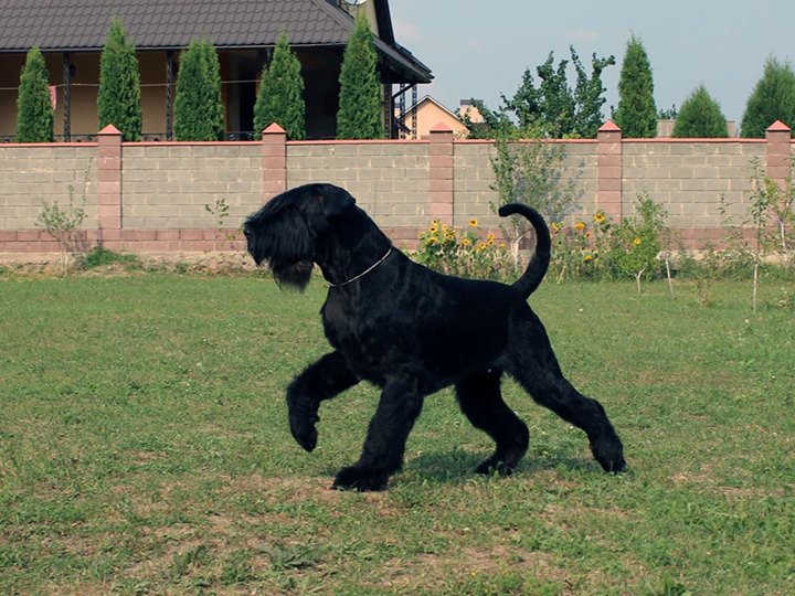 Ризеншнауцер: питомник Отис Боанергос