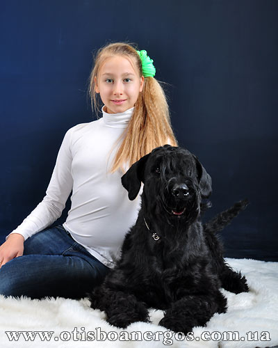 Ризеншнауцер: питомник Отис Боанергос