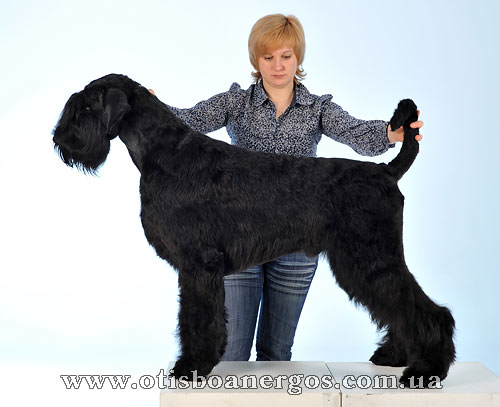 Ризеншнауцер: питомник Отис Боанергос