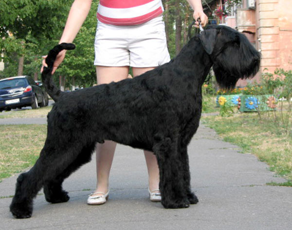 Ризеншнауцер: питомник Отис Боанергос